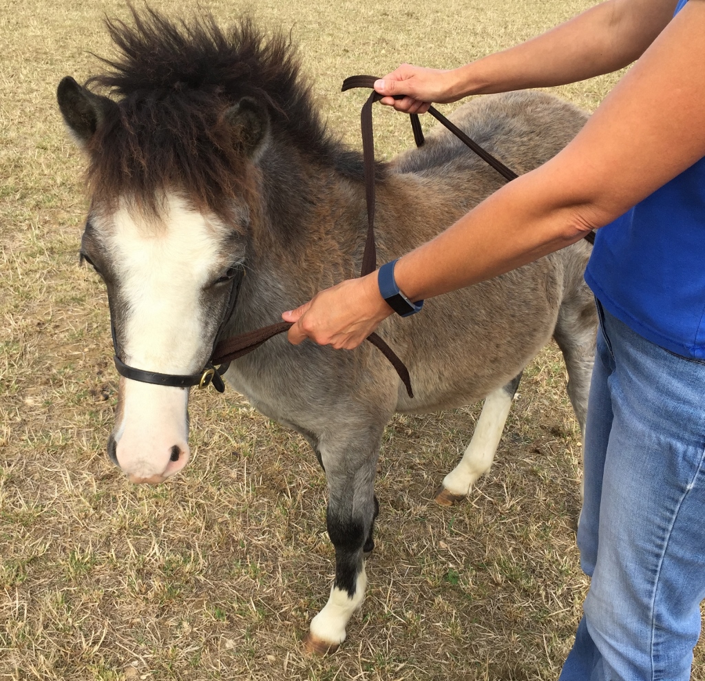 Dinky Foal Training Lead