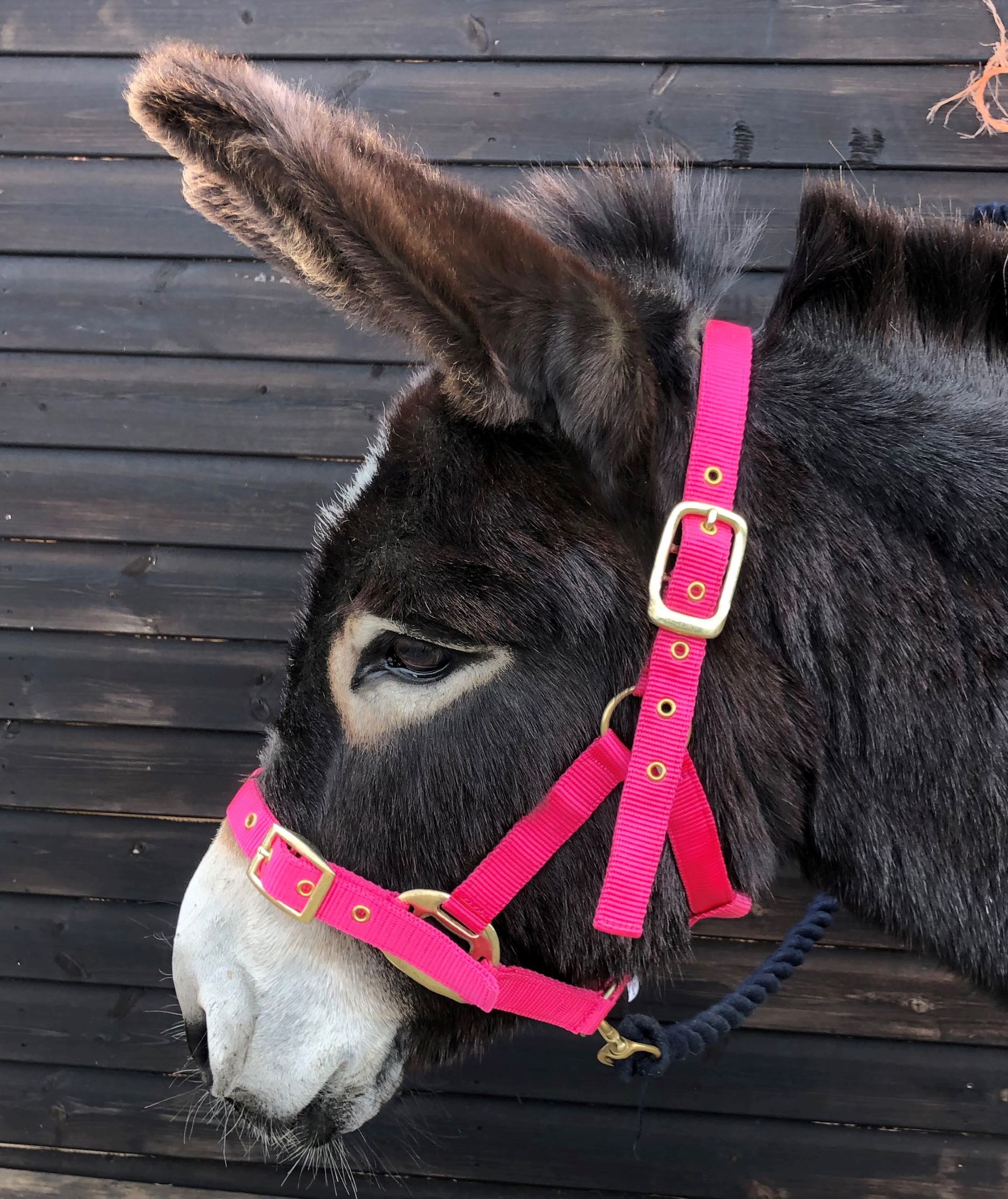 Dinky Premier Donkey Headcollar