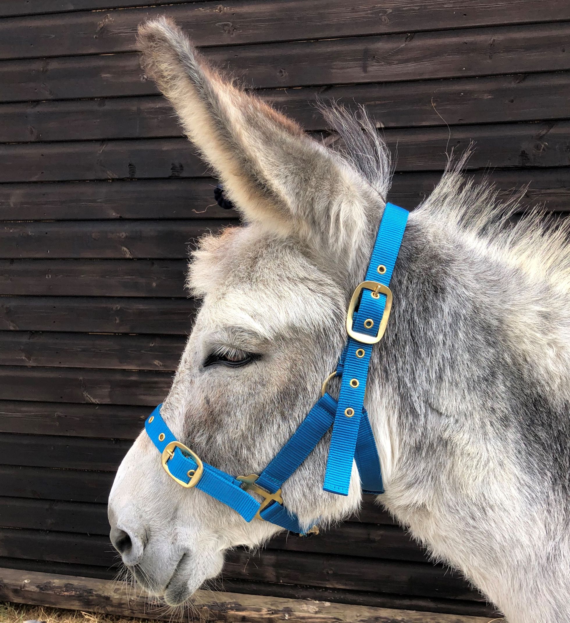 Dinky Smart Donkey Headcollar