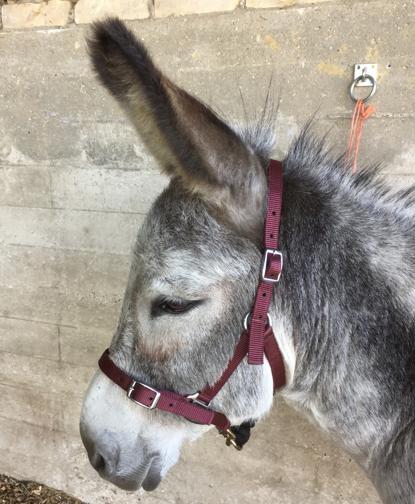 Dinky Everyday Donkey Headcollar: L Aqua