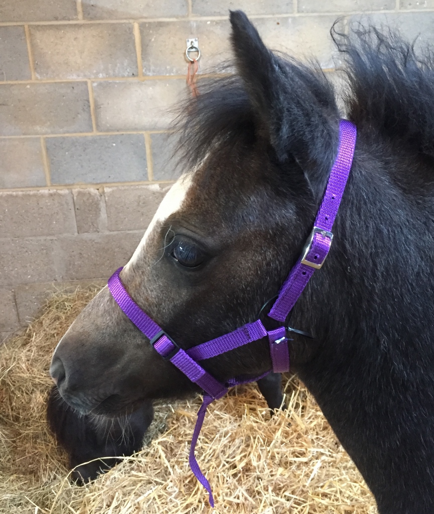 Dinky Foal Safety Headcollar: XS Royal