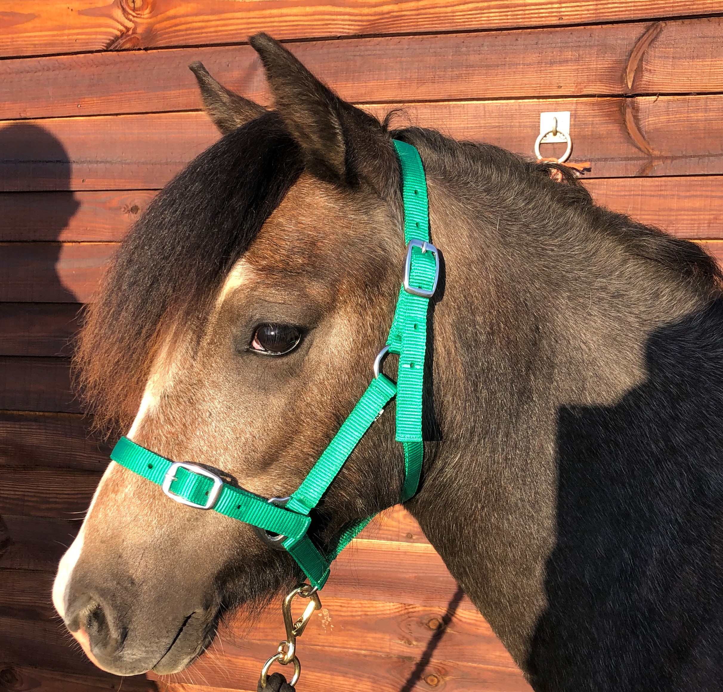 Dinky Everyday Headcollar
