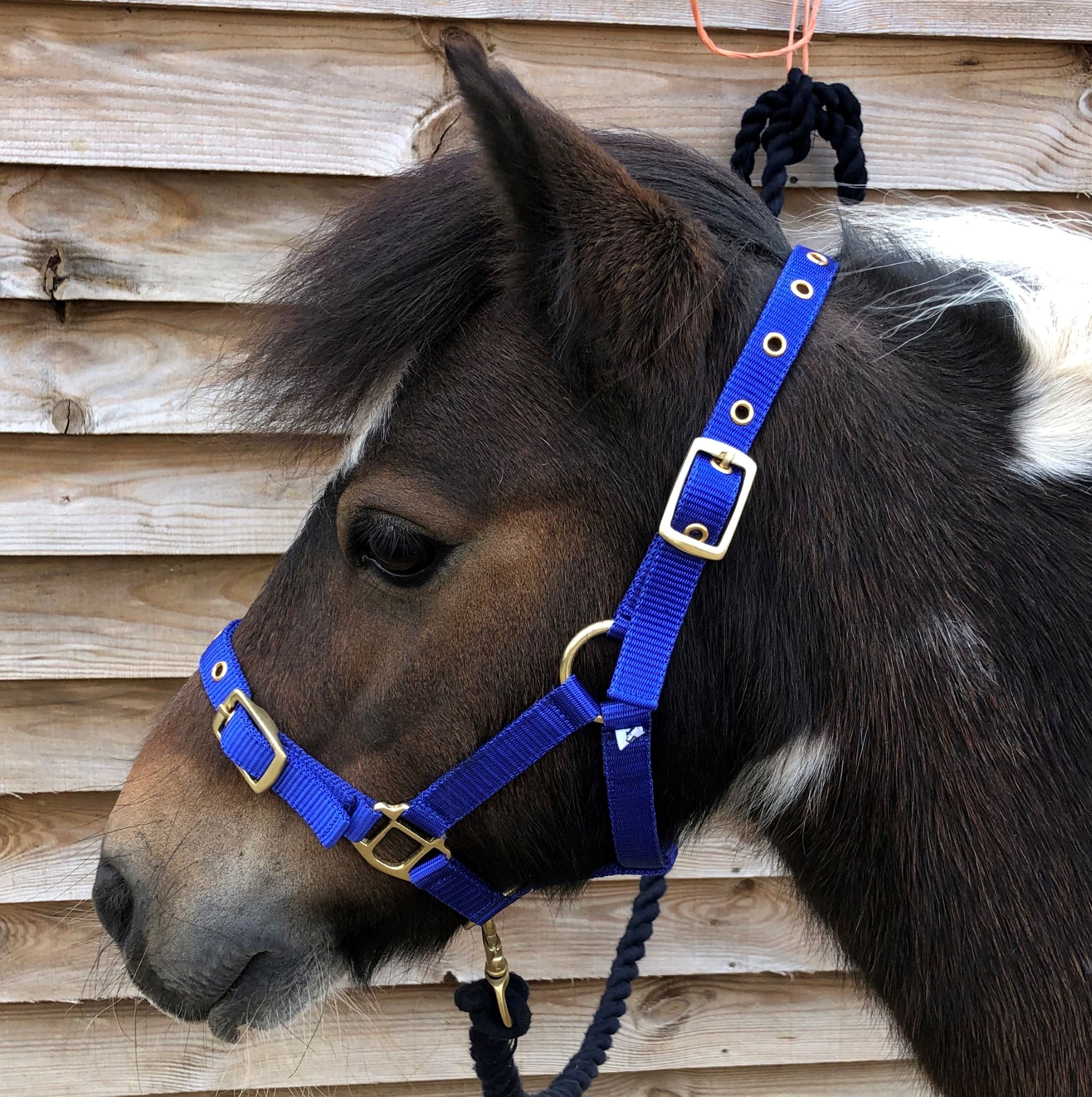 Dinky Classic Headcollar