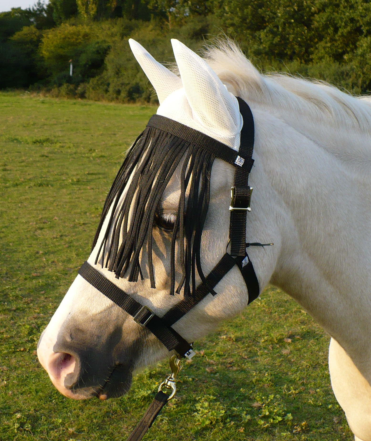 Dinky Safety Headcollar with Fly Fringe & Ear Covers